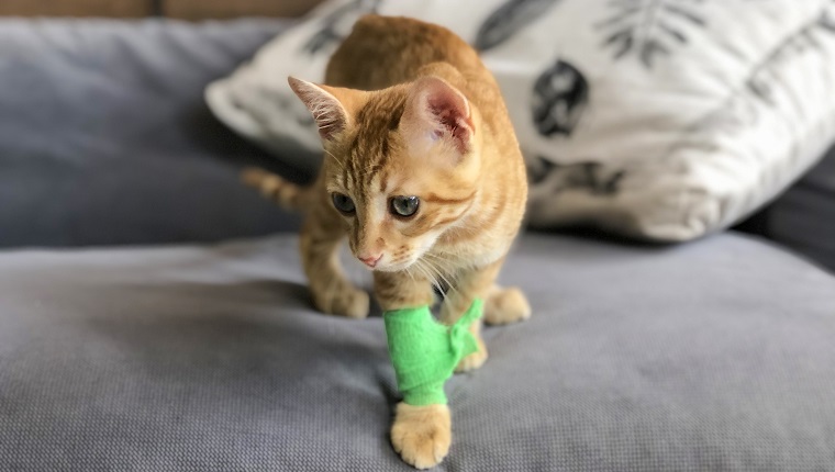 Minor Wounds On Cats: Symptoms, Causes, & Treatments - CatTime