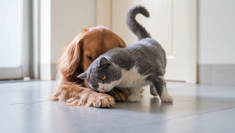Follow These Tips To Help Your Dog & Cat Get Along With Each Other ...