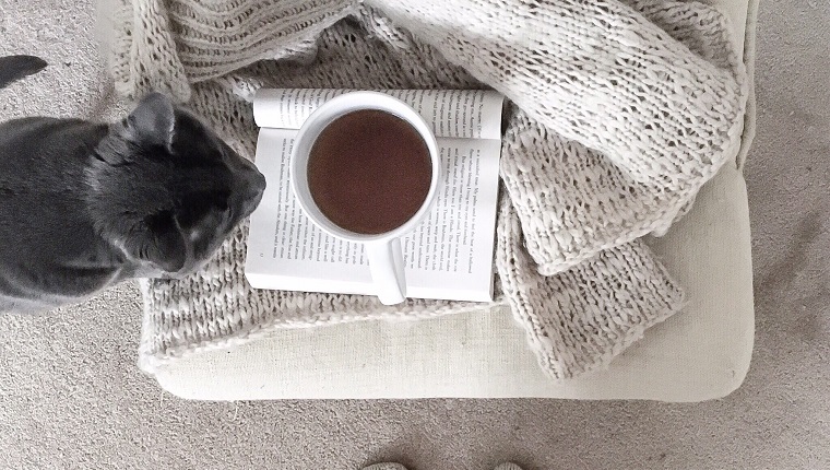 Can Cats Drink Coffee? Is Coffee Safe For Cats? - CatTime