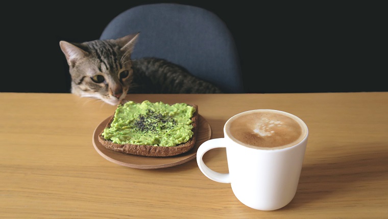 Can Cats Eat Avocado? Is Avocado Safe For Cats? - CatTime