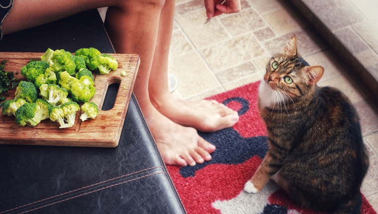 Can Cats Eat Broccoli? Is Broccoli Safe For Cats? - CatTime