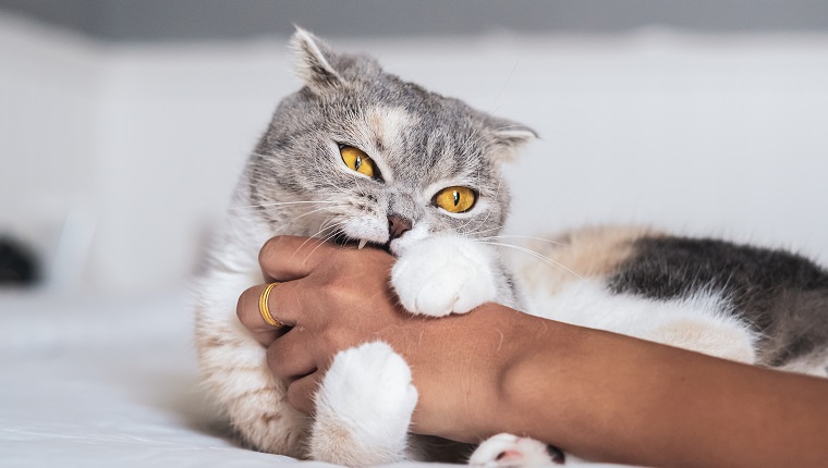 Fur Laughs: Annoyed Cat Bites His Human Oh-So-Slowly [VIDEO] - CatTime