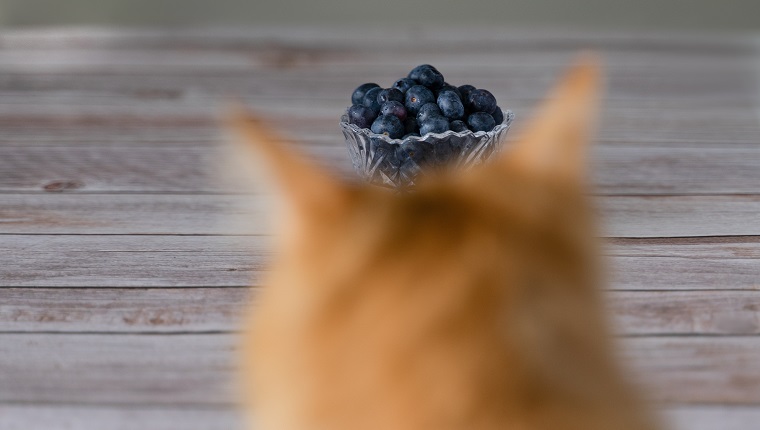 Can Cats Eat Blueberries? Are Blueberries Safe For Cats? - CatTime