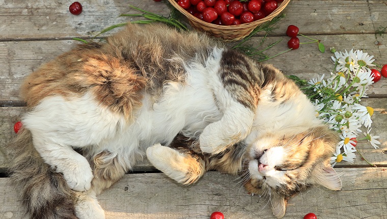 Can Cats Eat Cherries? Are Cherries Safe For Cats? - CatTime
