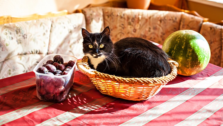 Can Cats Eat Plums? Are Plums Safe For Cats? - CatTime