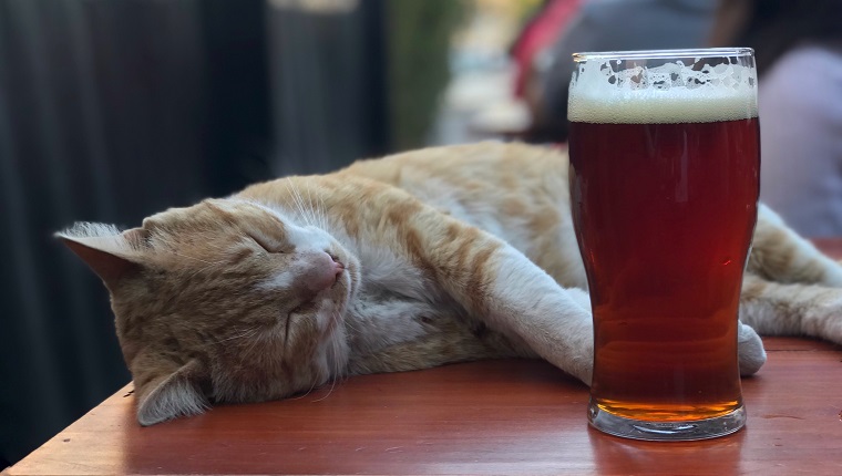 How Bad Is Alcohol For Cats? What Should I Do If My Cat Accidentally ...