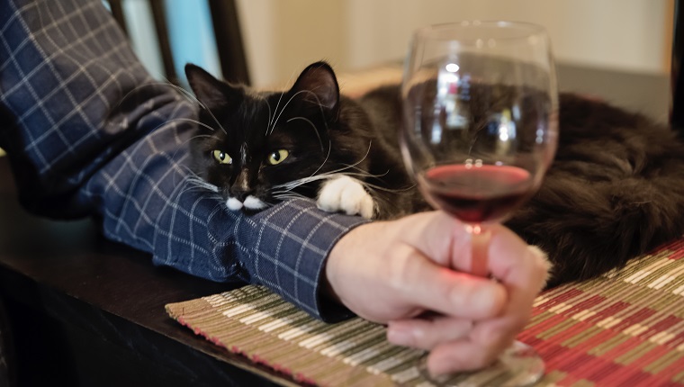 How Bad Is Alcohol For Cats? What Should I Do If My Cat Accidentally ...