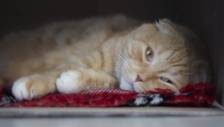 Anemia In Cats: Symptoms, Causes, & Treatments - CatTime