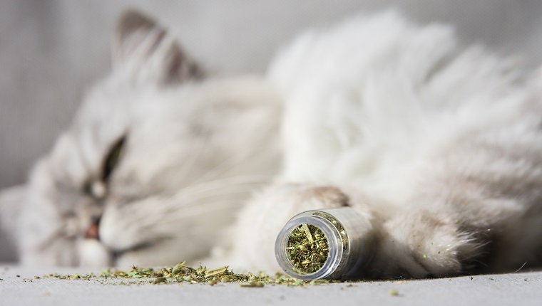 Can Cats Eat Catnip? Is Catnip Safe For Cats? - CatTime