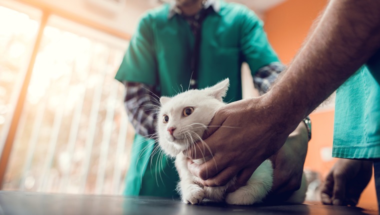 Ulcers In Cats: Symptoms, Causes, & Treatments - CatTime