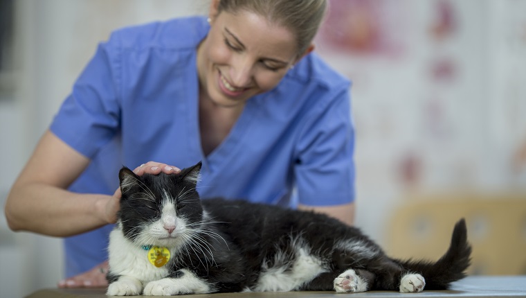 Ulcers In Cats: Symptoms, Causes, & Treatments - CatTime