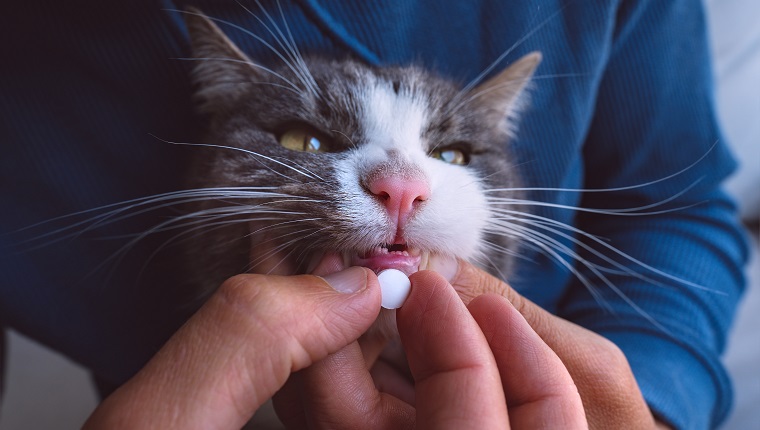 Zyrtec (Cetirizine) For Cats: Uses, Dosage, & Side Effects - CatTime