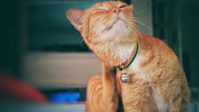 Hydrocortisone For Cats: Uses, Dosage, & Side Effects - CatTime