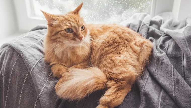 Tips For Keeping Your Cat Warm & Safe In Cold Winter Weather - CatTime