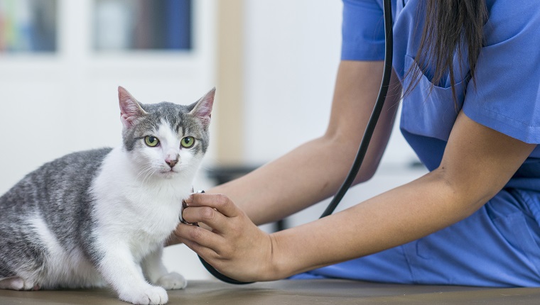 Arteriovenous Fistula In Cats: Symptoms, Causes, & Treatments - CatTime