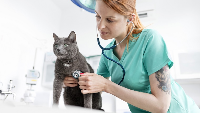 Arteriovenous Fistula In Cats: Symptoms, Causes, & Treatments - CatTime