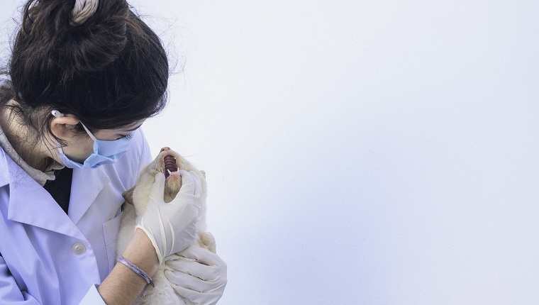 Oronasal Fistula In Cats: Symptoms, Causes, & Treatments - CatTime