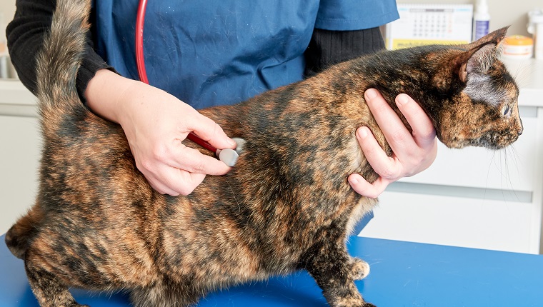 Pneumothorax In Cats: Symptoms, Causes, & Treatments - CatTime