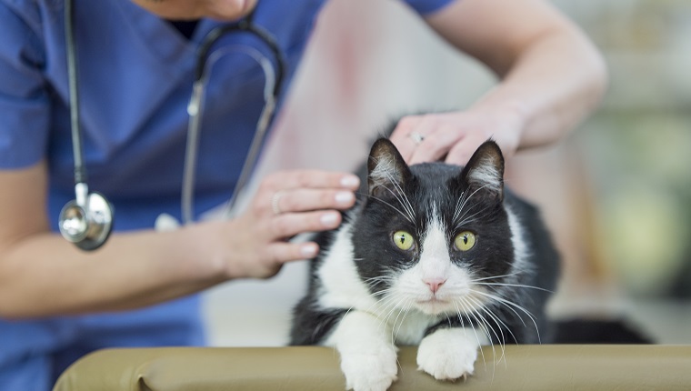 Rectoanal Polyps In Cats: Symptoms, Causes, & Treatments - CatTime