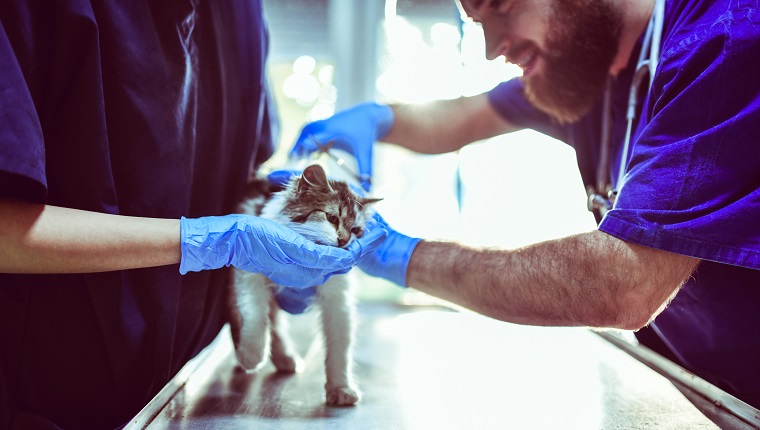 Vesicourachal Diverticula In Cats: Symptoms, Causes, & Treatments - CatTime