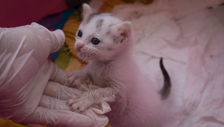 Vesicourachal Diverticula In Cats: Symptoms, Causes, & Treatments - CatTime