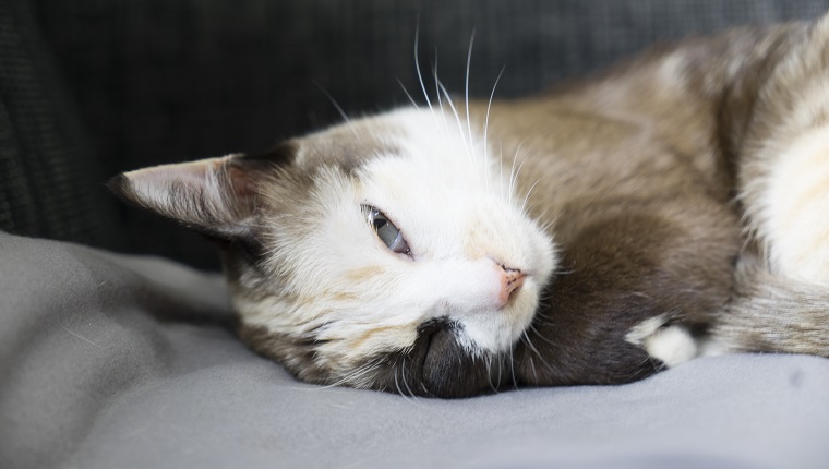 Immune Mediated Anemia In Cats: Symptoms, Causes, & Treatments - CatTime