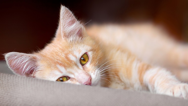 Iron Deficiency Anemia In Cats: Symptoms, Causes, & Treatments - CatTime