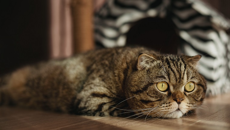 Non-Regenerative Anemia In Cats: Symptoms, Causes, & Treatments - CatTime