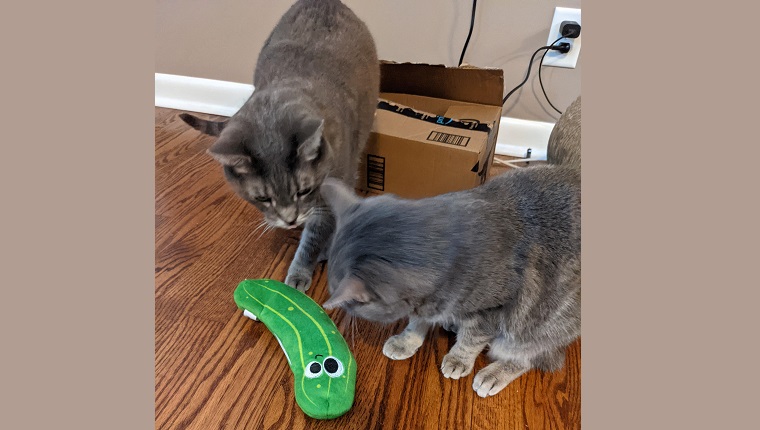 CatTime Review: Can The 'Wiggle Pickle Cat Toy' Make These Kitties ...