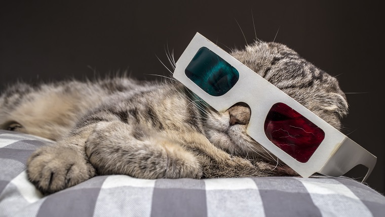 Cat Festival - CatTime