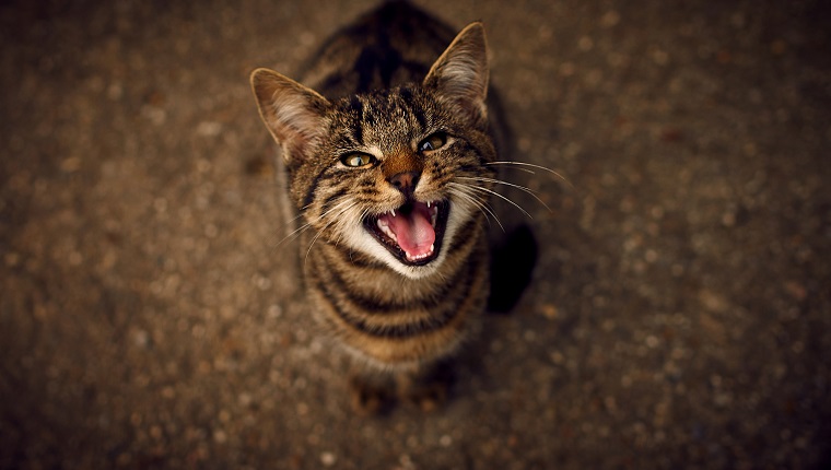 Obsessive Compulsive Disorders (OCD) In Cats: Symptoms, Causes ...