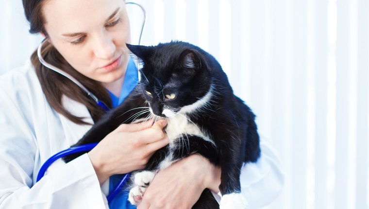 Cystitis In Cats: Symptoms, Causes, & Treatments - CatTime
