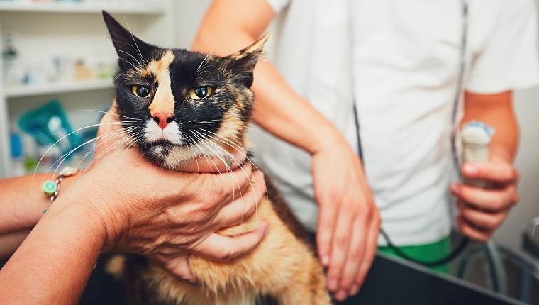 Metritis In Cats: Symptoms, Causes, & Treatments - CatTime