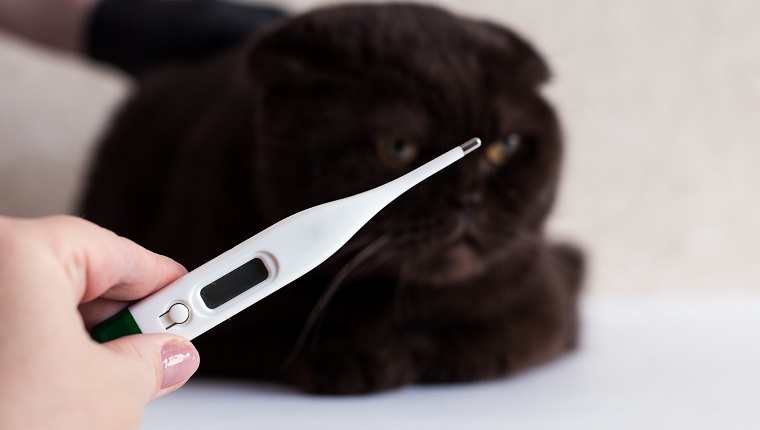 How To Take Your Cat's Temperature With A Thermometer - CatTime