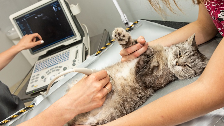 Dystocia (Difficult Birthing) In Cats: Symptoms, Causes, & Treatments ...