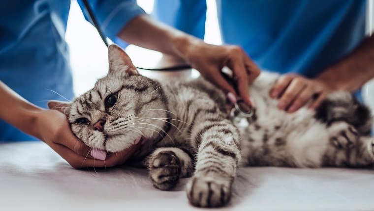 Fibrosarcoma (Bone Cancer) In Cats: Symptoms, Causes, & Treatments - CatTime