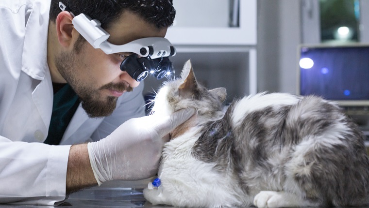 Hyphema (Blood In The Front Of The Eye) In Cats: Symptoms, Causes ...
