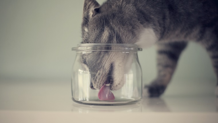 Cat With Its Head Stuck In Car Grille Saved When Police Pull Over The ...