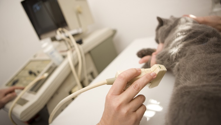 Bile Duct Cancer In Cats: Symptoms, Causes, & Treatments - CatTime