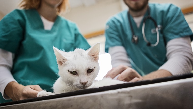 Bile Duct Obstruction In Cats: Symptoms, Causes, & Treatments - CatTime