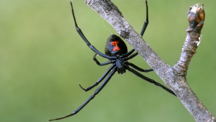 Black Widow Spider Bite Poisoning In Cats: Symptoms, Causes ...