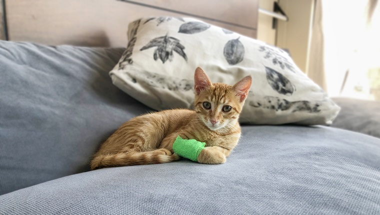 Bleeding Under The Skin In Cats: Symptoms, Causes, & Treatments - CatTime