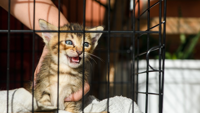 Kanawha Charleston Humane Society Needs Help After Seizing 105 Felines ...