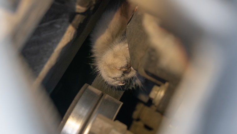 Kitten Rescued By Police After Getting Stuck In a Car's Engine Bay ...