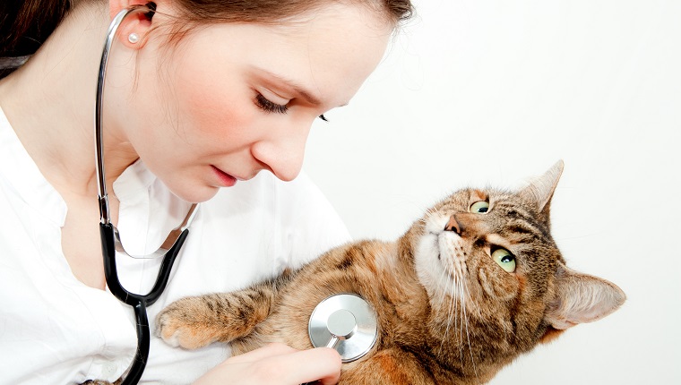 Pulmonary Thromboembolism (Blood Clot In The Lungs) In Cats: Symptoms ...