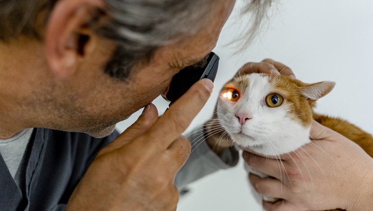 Retinal Hemorrhage In Cats: Symptoms, Causes, & Treatments - CatTime