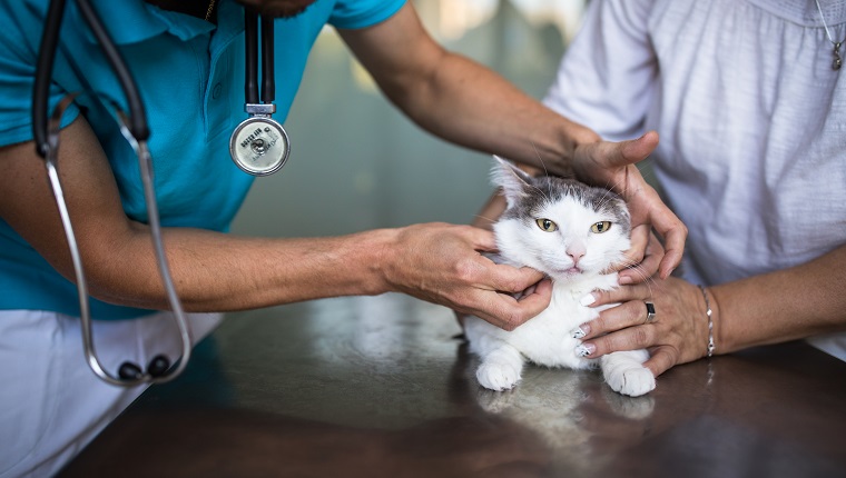 Brain Tumors In Cats: Symptoms, Causes, & Treatments - CatTime