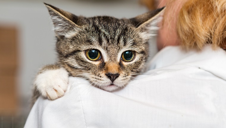 Brain Tumors In Cats: Symptoms, Causes, & Treatments - CatTime