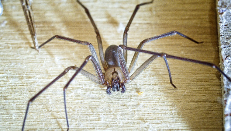 Stunning Brown Recluse Bites Cat Images