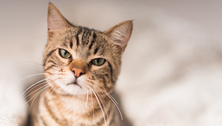 New Cat Study Provides Quiz to Measure Cat Psychopathy In Hopes Of ...